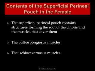 Perineum and Perineal Pouches .pptx