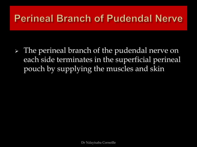 Perineum and Perineal Pouches .pptx