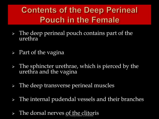 Perineum and Perineal Pouches .pptx