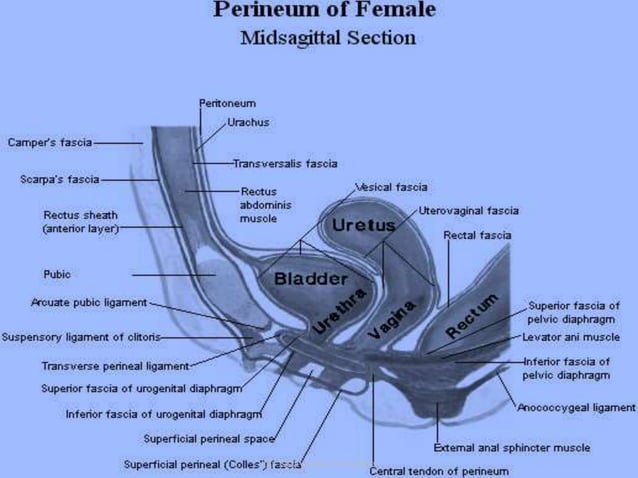 Perineum and Perineal Pouches .pptx