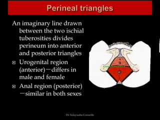 Perineum and Perineal Pouches .pptx