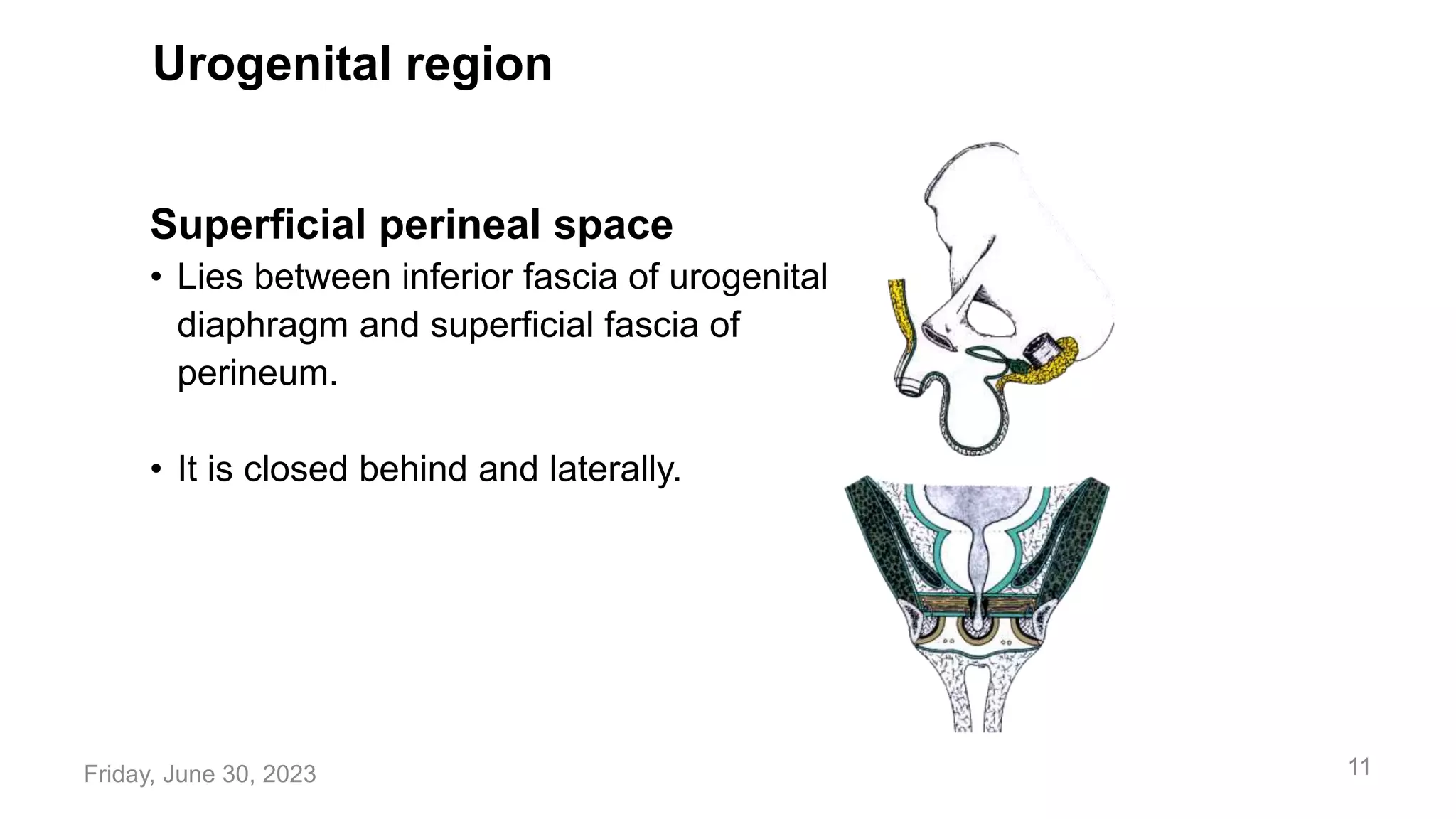 Perineum and urogenital diaphragm.pptx