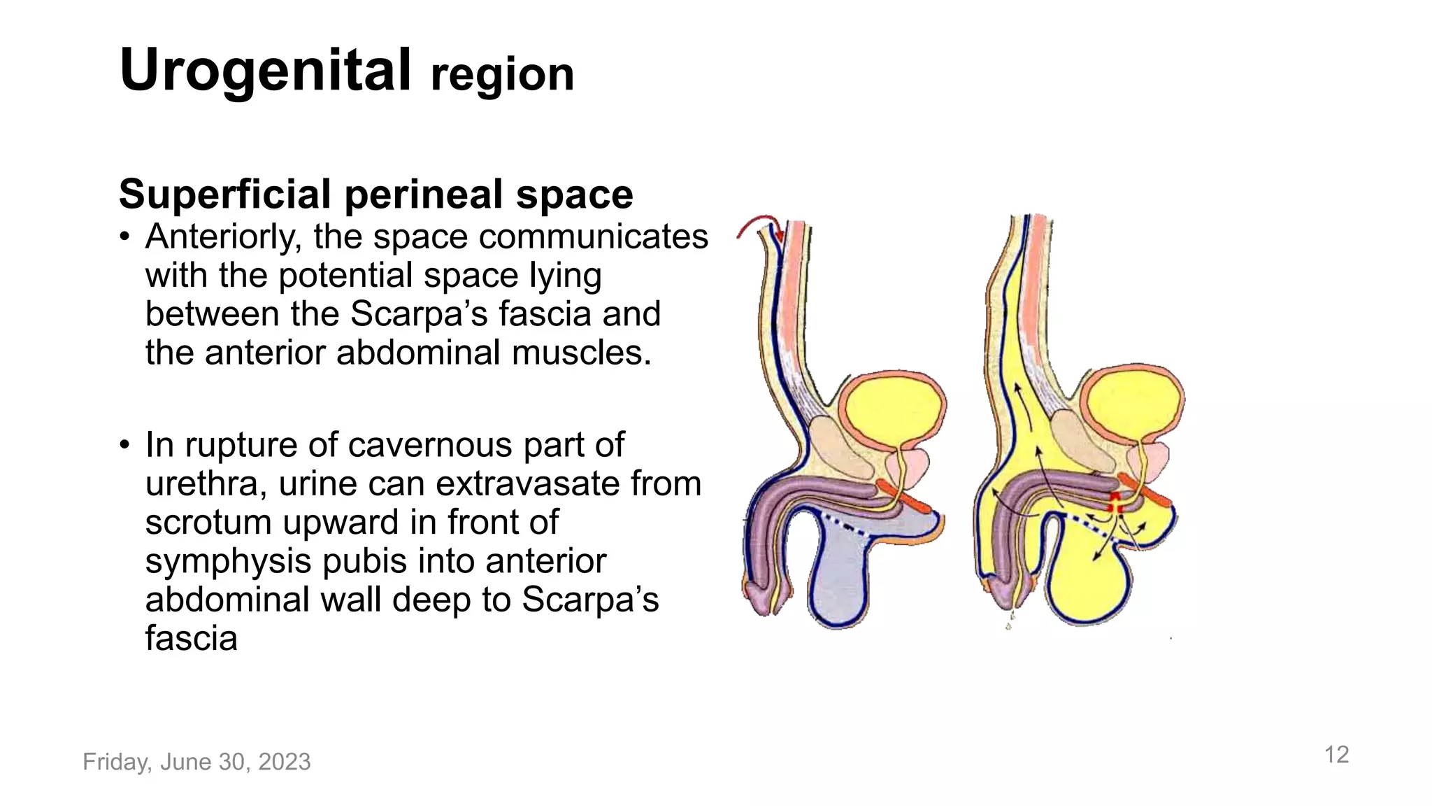 Perineum and urogenital diaphragm.pptx