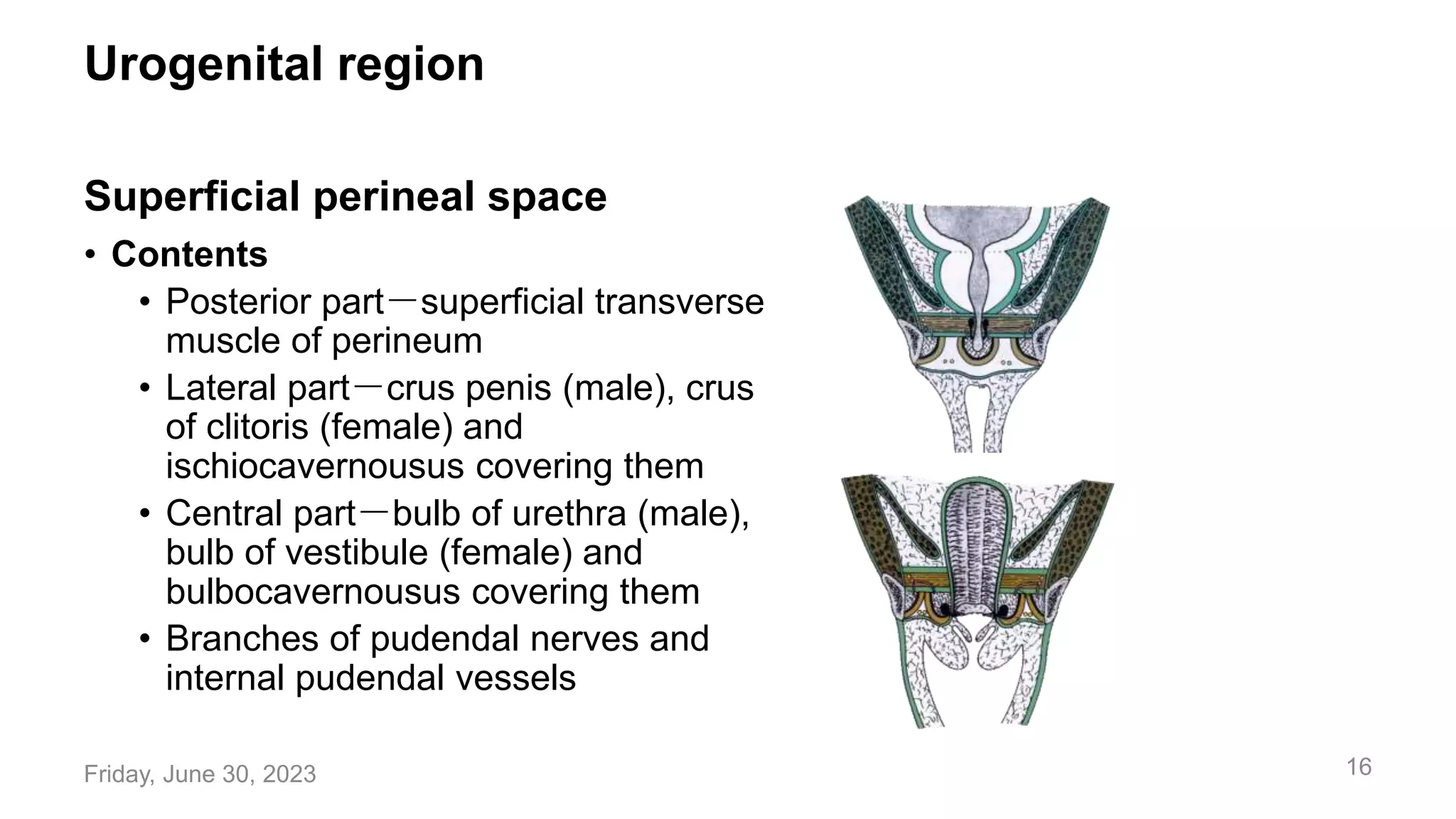 Perineum and urogenital diaphragm.pptx