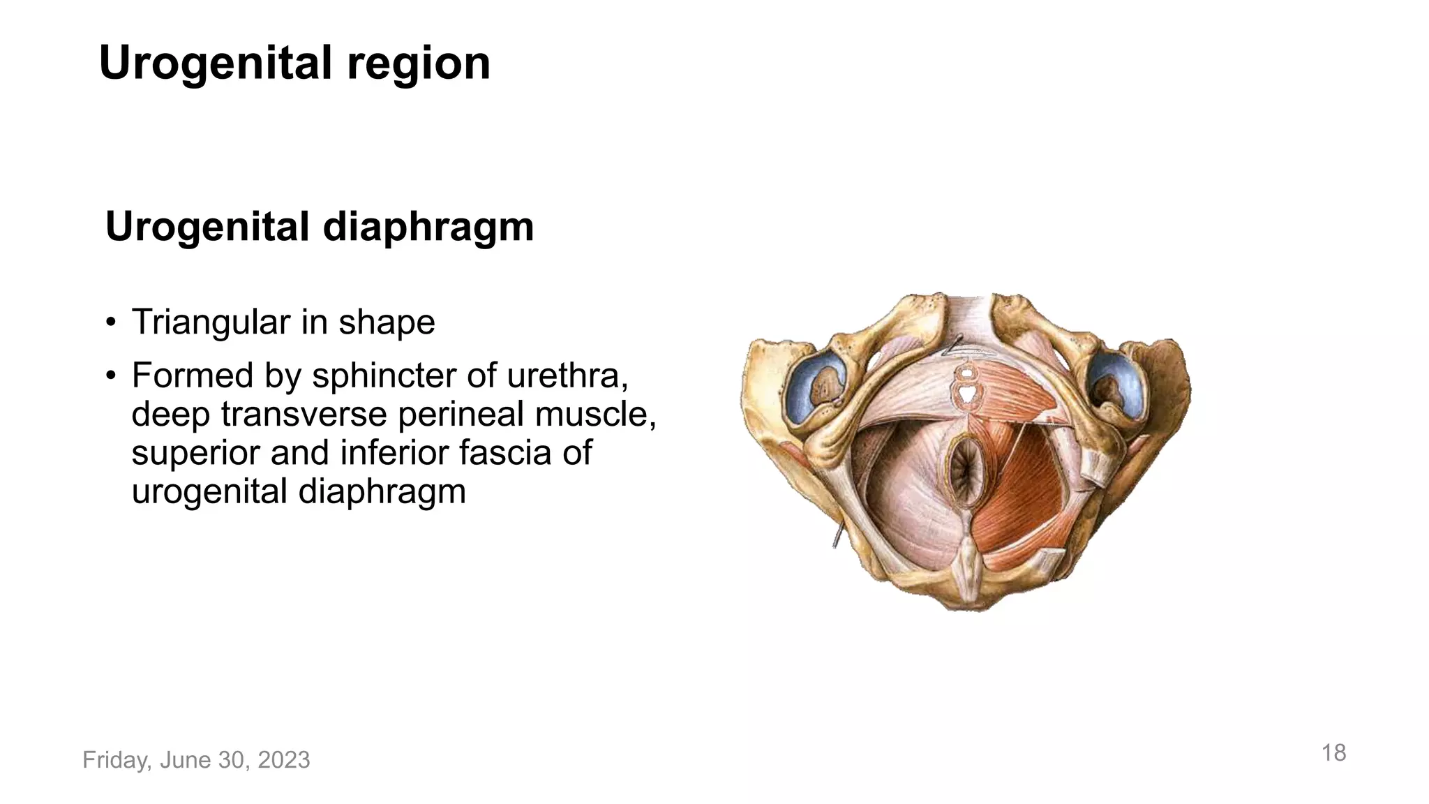 Perineum and urogenital diaphragm.pptx