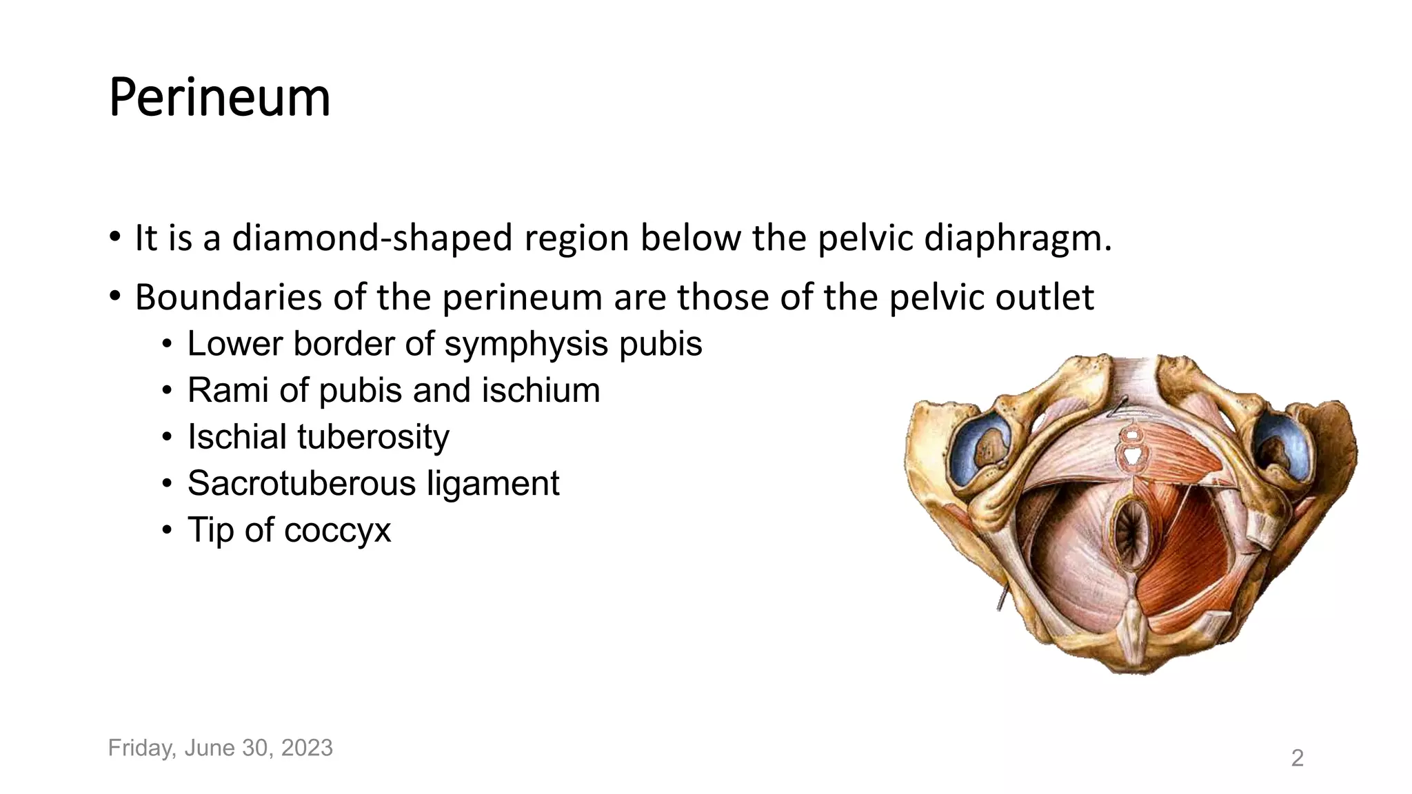 Perineum and urogenital diaphragm.pptx