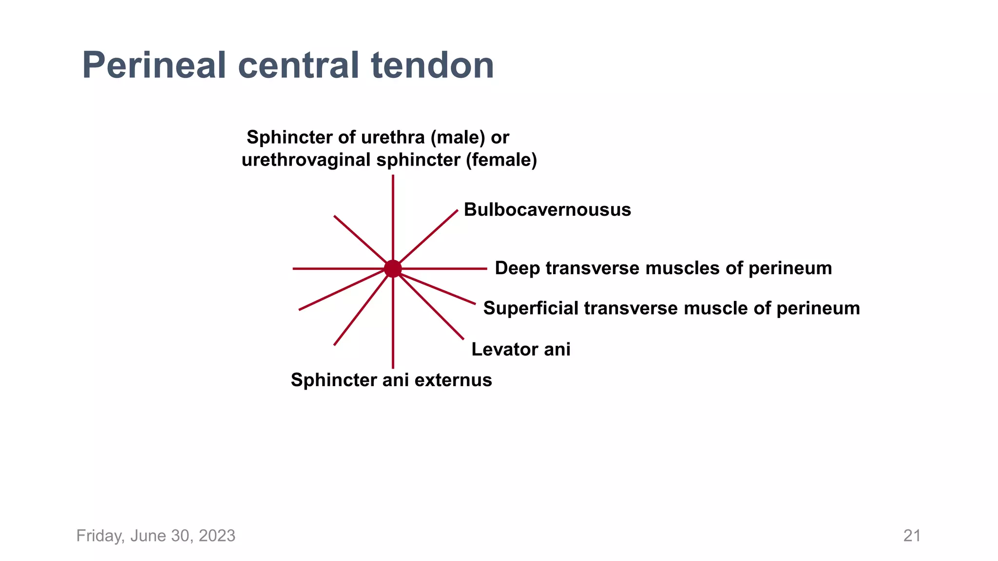Perineum and urogenital diaphragm.pptx