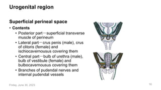 Perineum and urogenital diaphragm.pptx