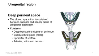 Perineum and urogenital diaphragm.pptx