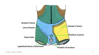Perineum and urogenital diaphragm.pptx