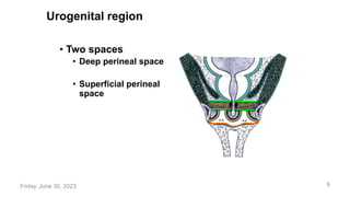 Perineum and urogenital diaphragm.pptx