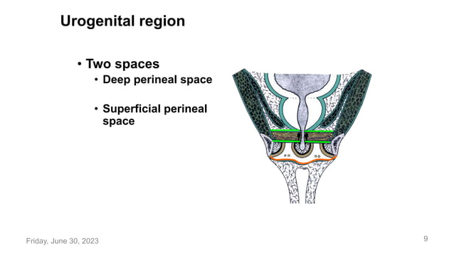 Perineum and urogenital diaphragm.pptx