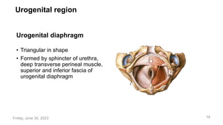 Perineum and urogenital diaphragm.pptx