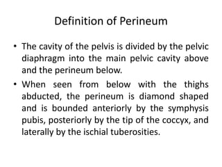 Perineum by HH.pptx