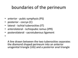 Perineum by HH.pptx