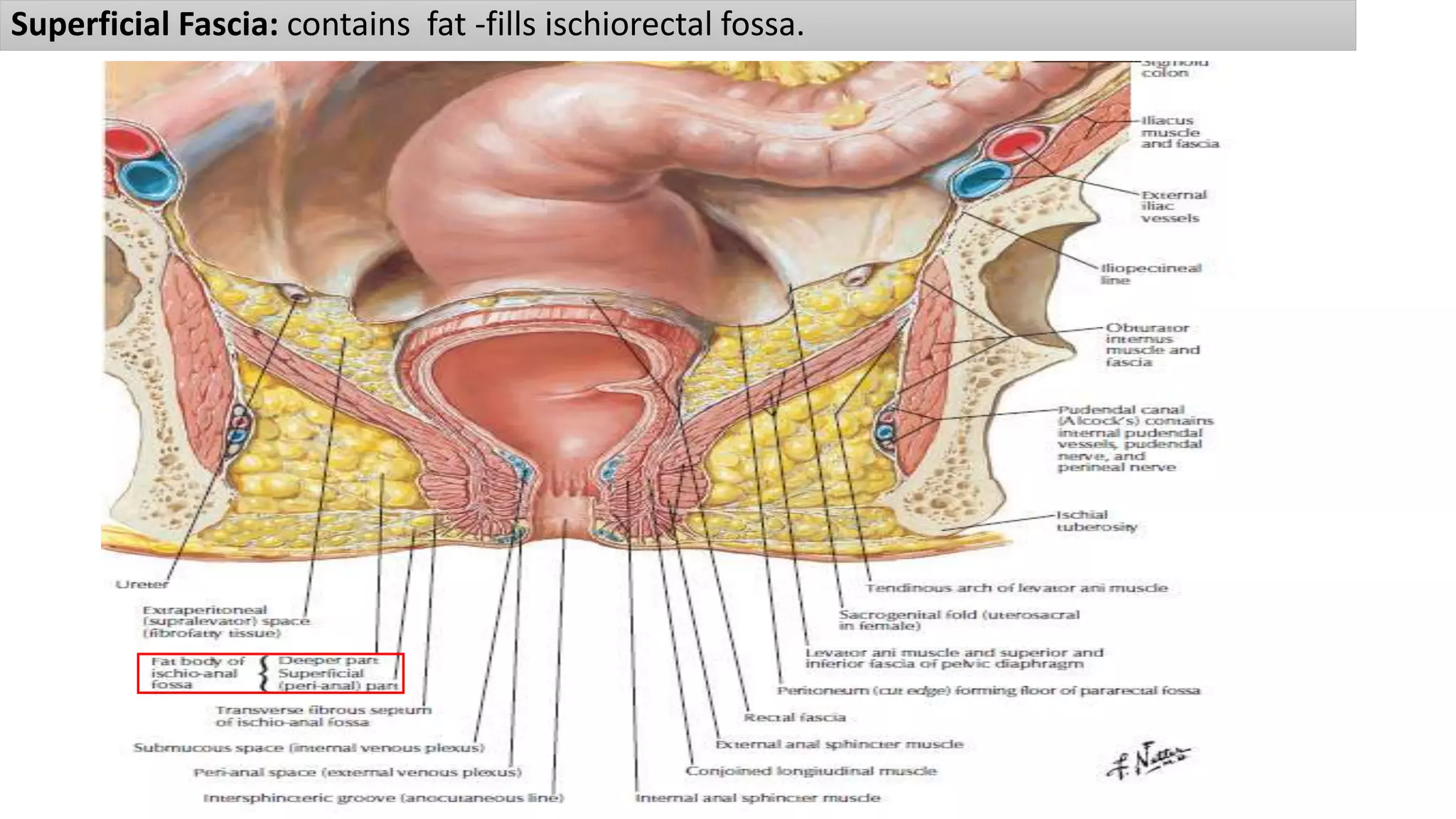 Perineum & external genitalia | PPTX
