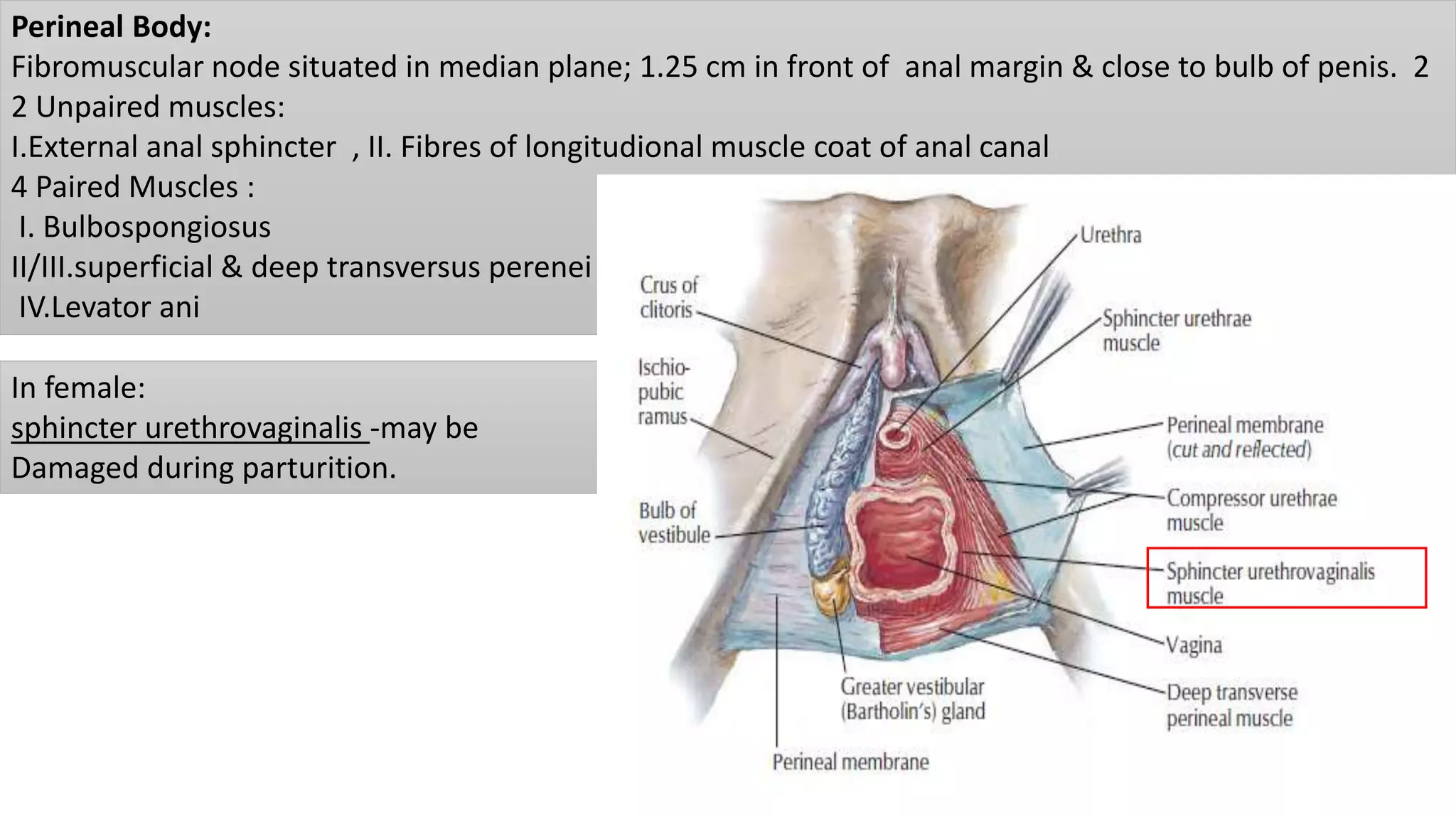 Perineum & external genitalia | PPTX