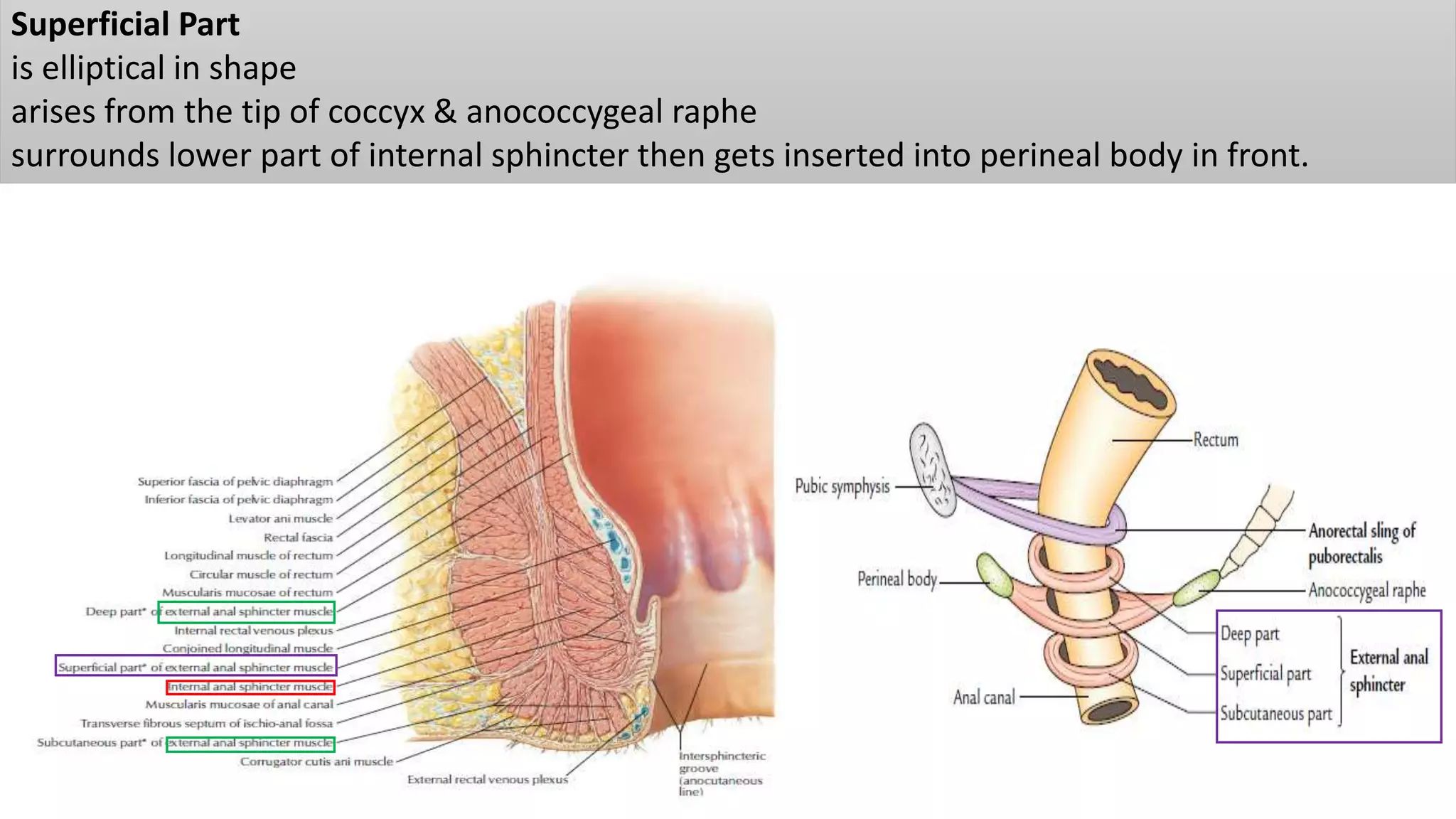Perineum & external genitalia | PPTX