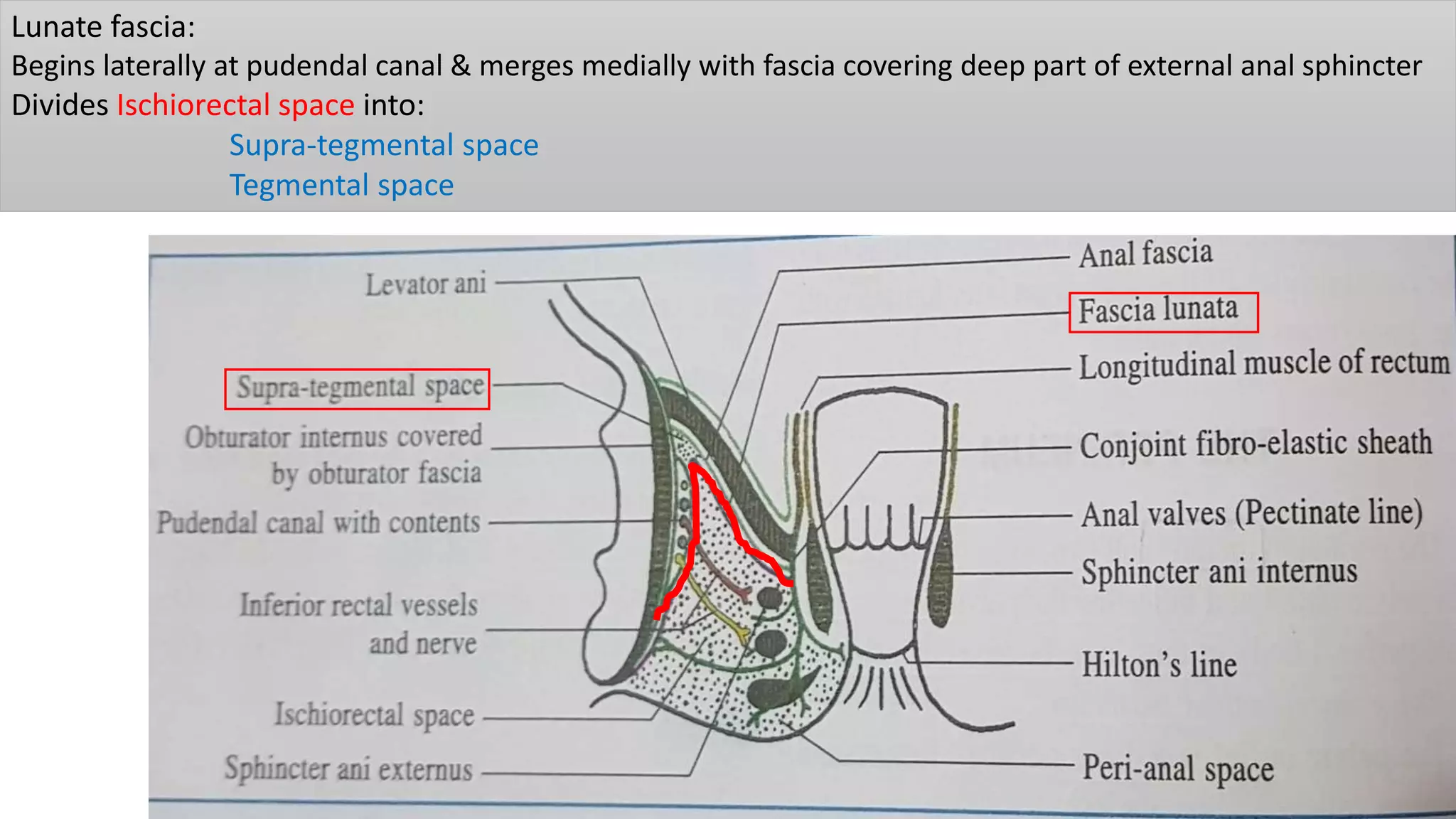 Perineum & external genitalia | PPTX