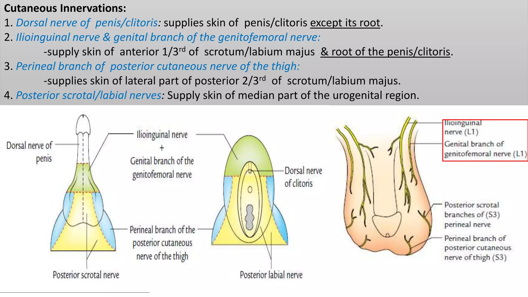 Perineum & external genitalia | PPTX | Obscenity and Profanity ...