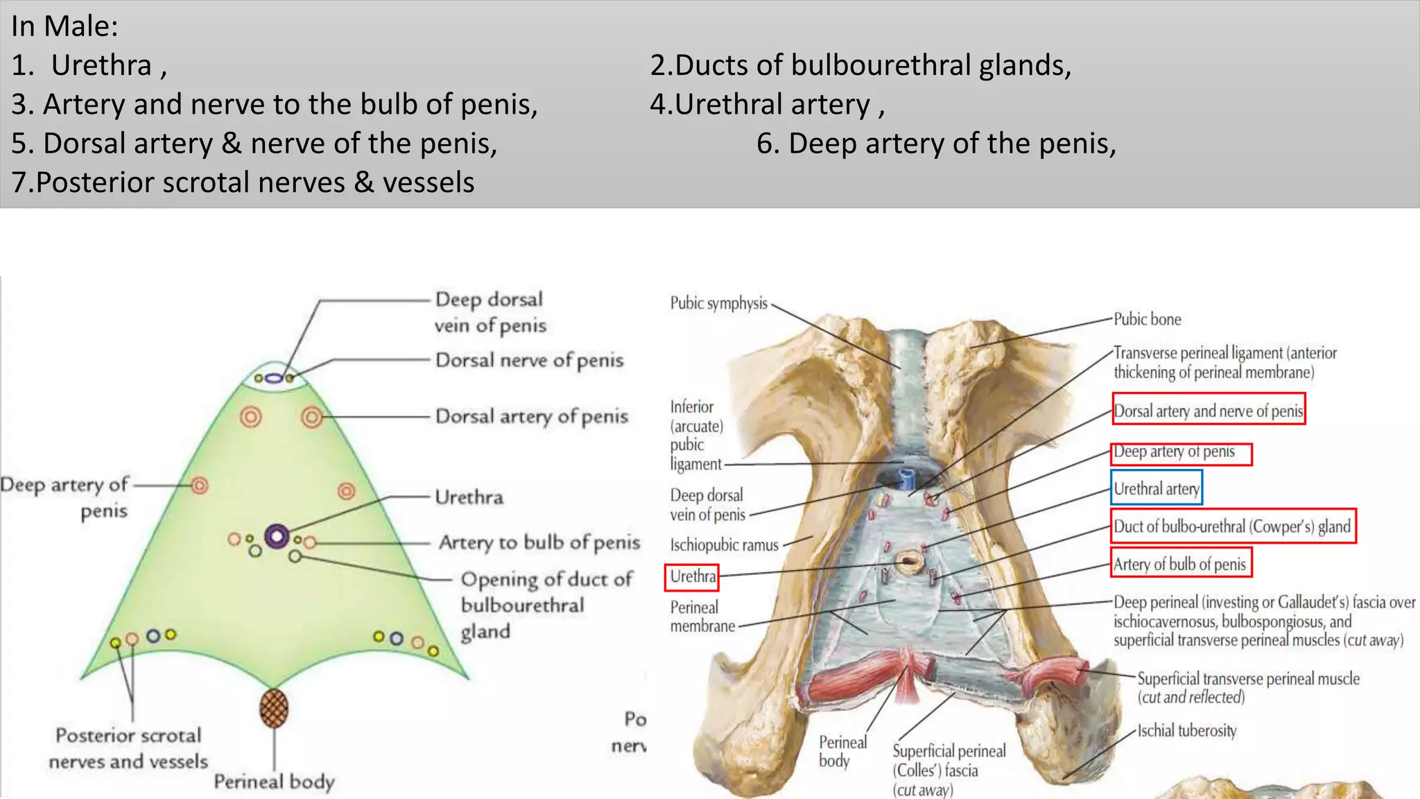 Perineum & external genitalia | PPTX