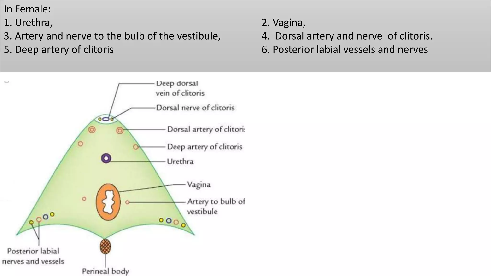 Perineum & external genitalia | PPTX