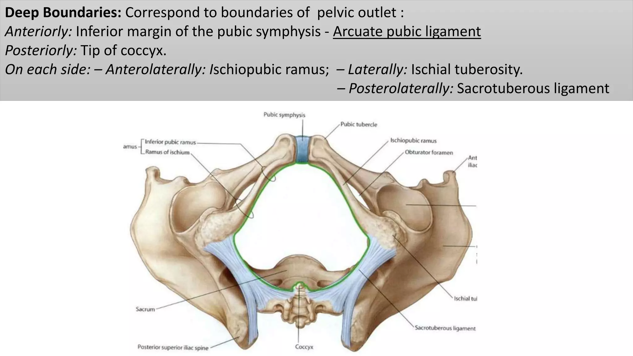 Perineum & external genitalia | PPTX