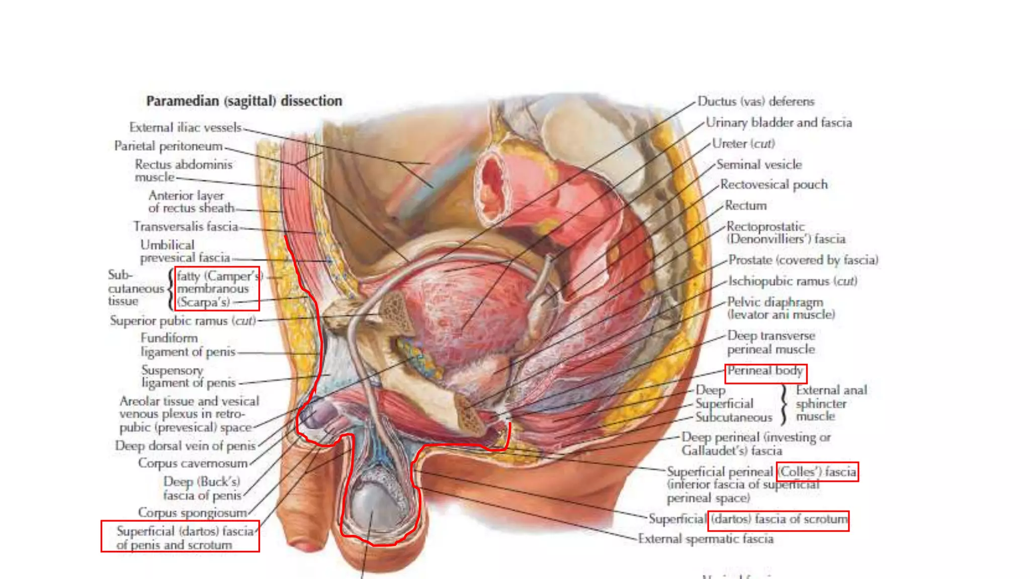 Perineum & external genitalia | PPTX | Obscenity and Profanity | Sensitive Topics