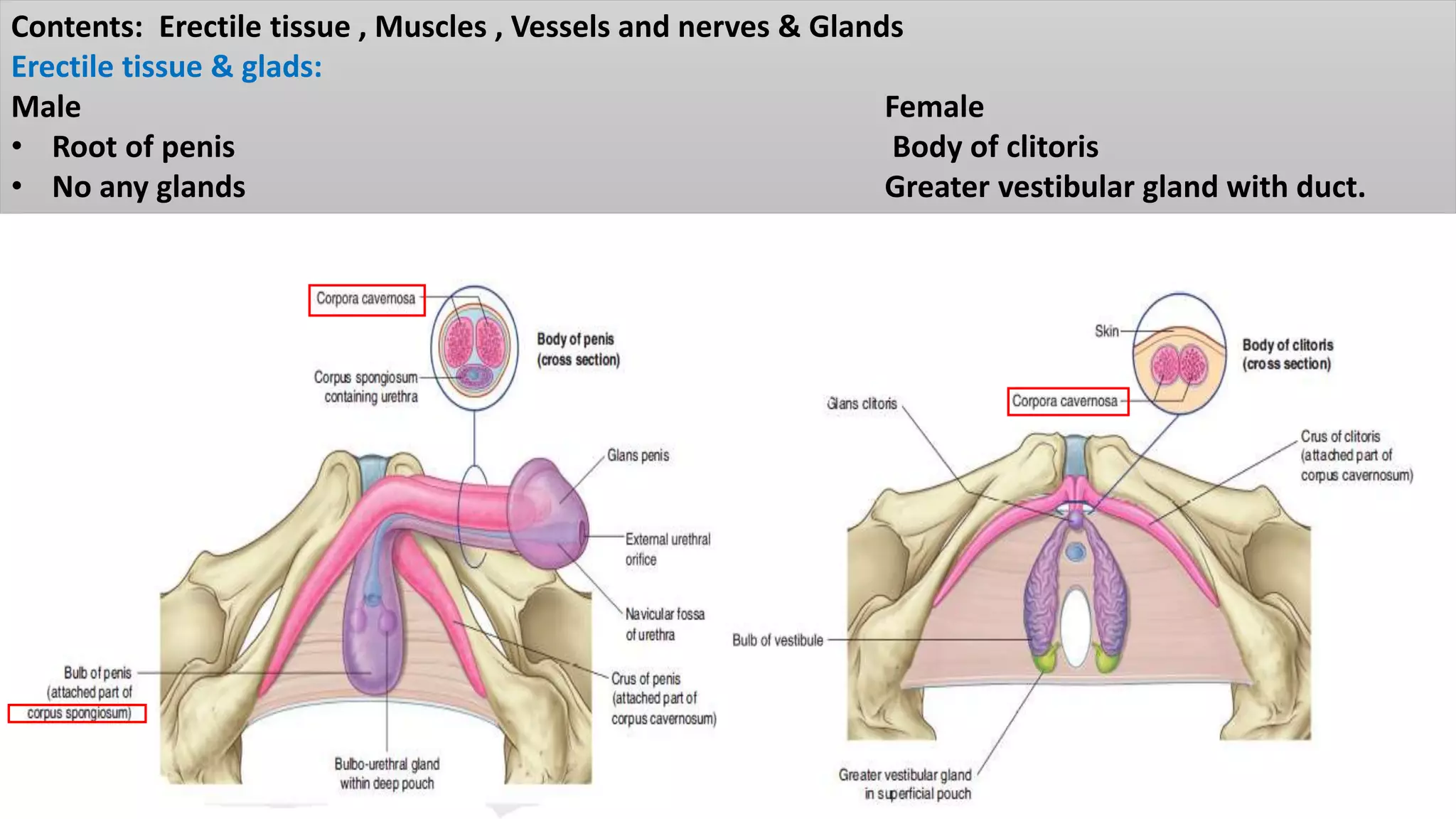 Perineum & external genitalia | PPTX | Obscenity and Profanity | Sensitive Topics