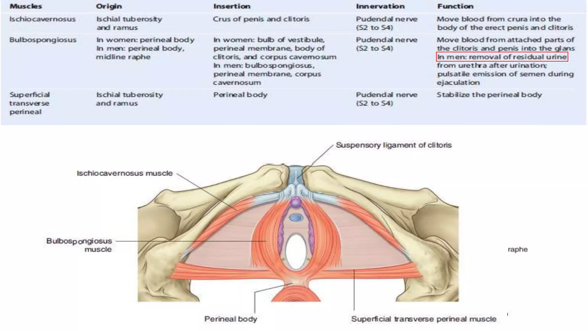Perineum & external genitalia | PPTX | Obscenity and Profanity | Sensitive Topics