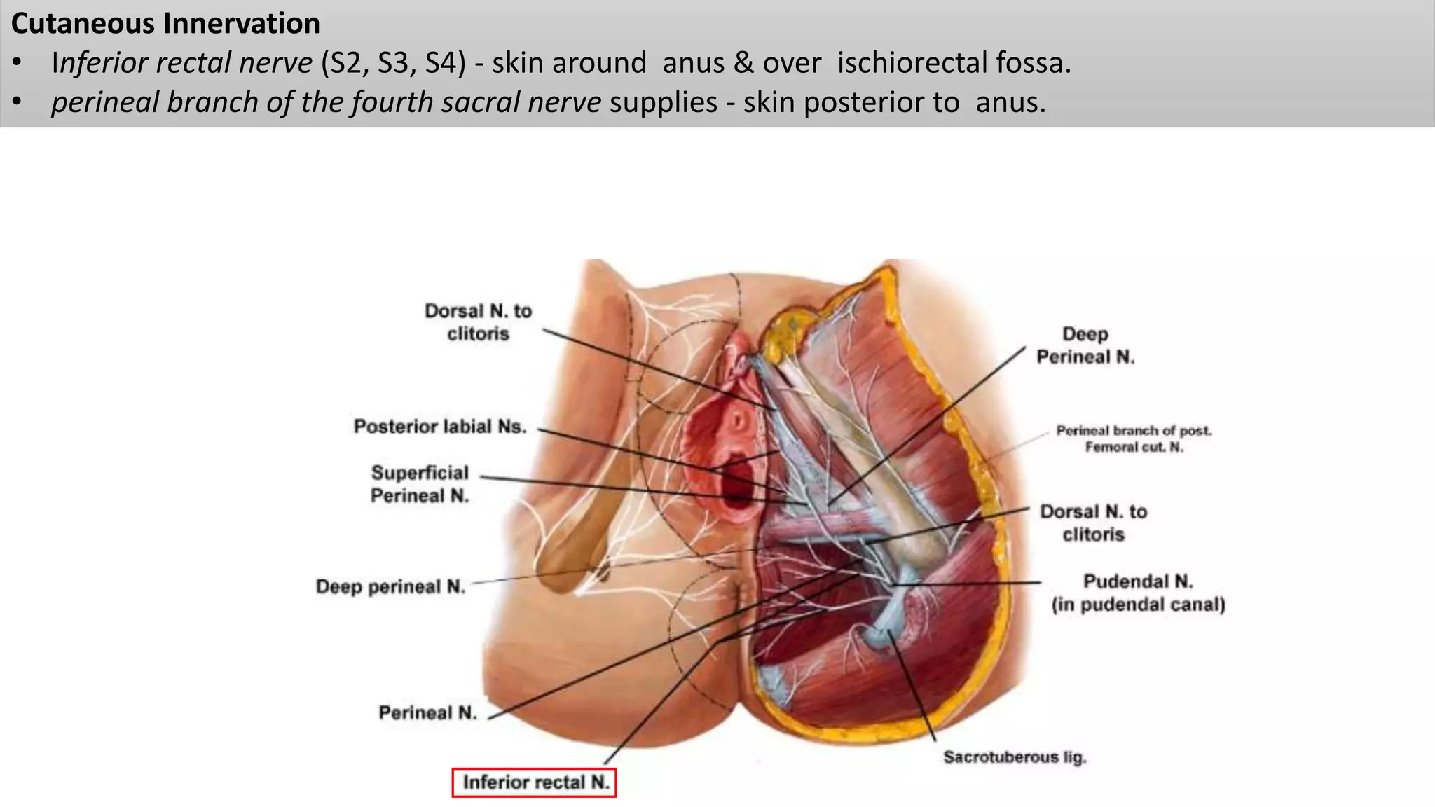 Perineum & external genitalia | PPTX