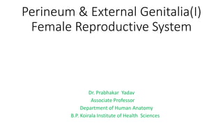 Perineum & external genitalia | PPTX
