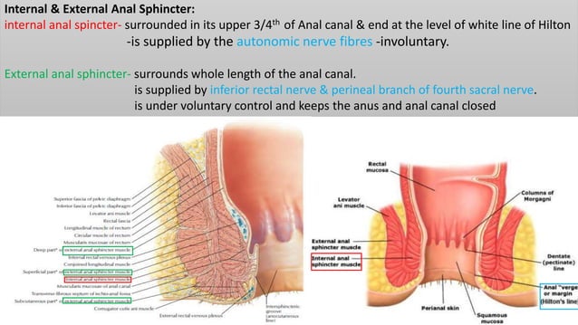 Perineum & external genitalia | PPTX | Obscenity and Profanity | Sensitive Topics