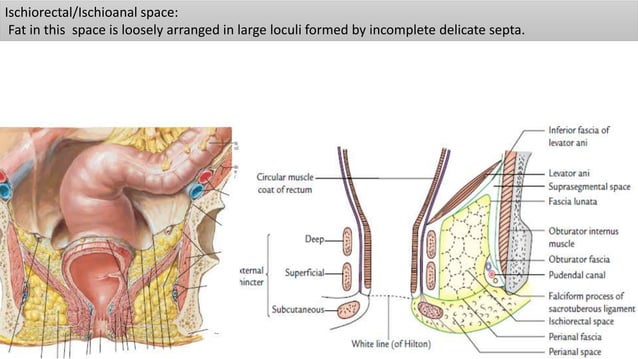 Perineum & external genitalia | PPTX | Obscenity and Profanity | Sensitive Topics