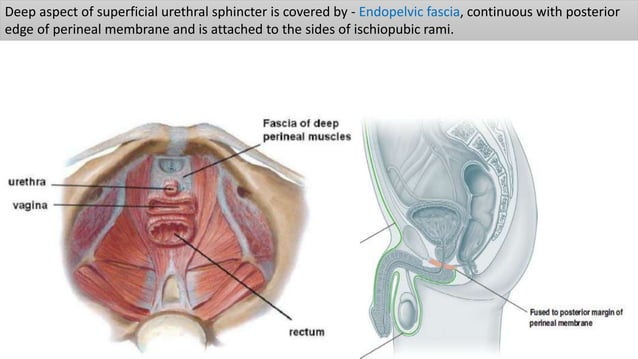 Perineum & external genitalia | PPTX | Obscenity and Profanity | Sensitive Topics