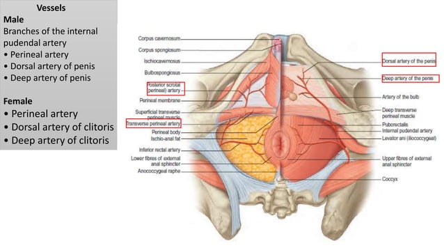 Perineum And External Genitalia