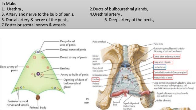 Perineum & external genitalia