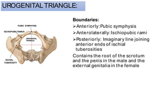 PERINEUM PRESENTATION.pptx