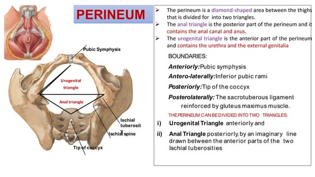 PERINEUM PRESENTATION.pptx | Digestive Disorders | Diseases and Conditions
