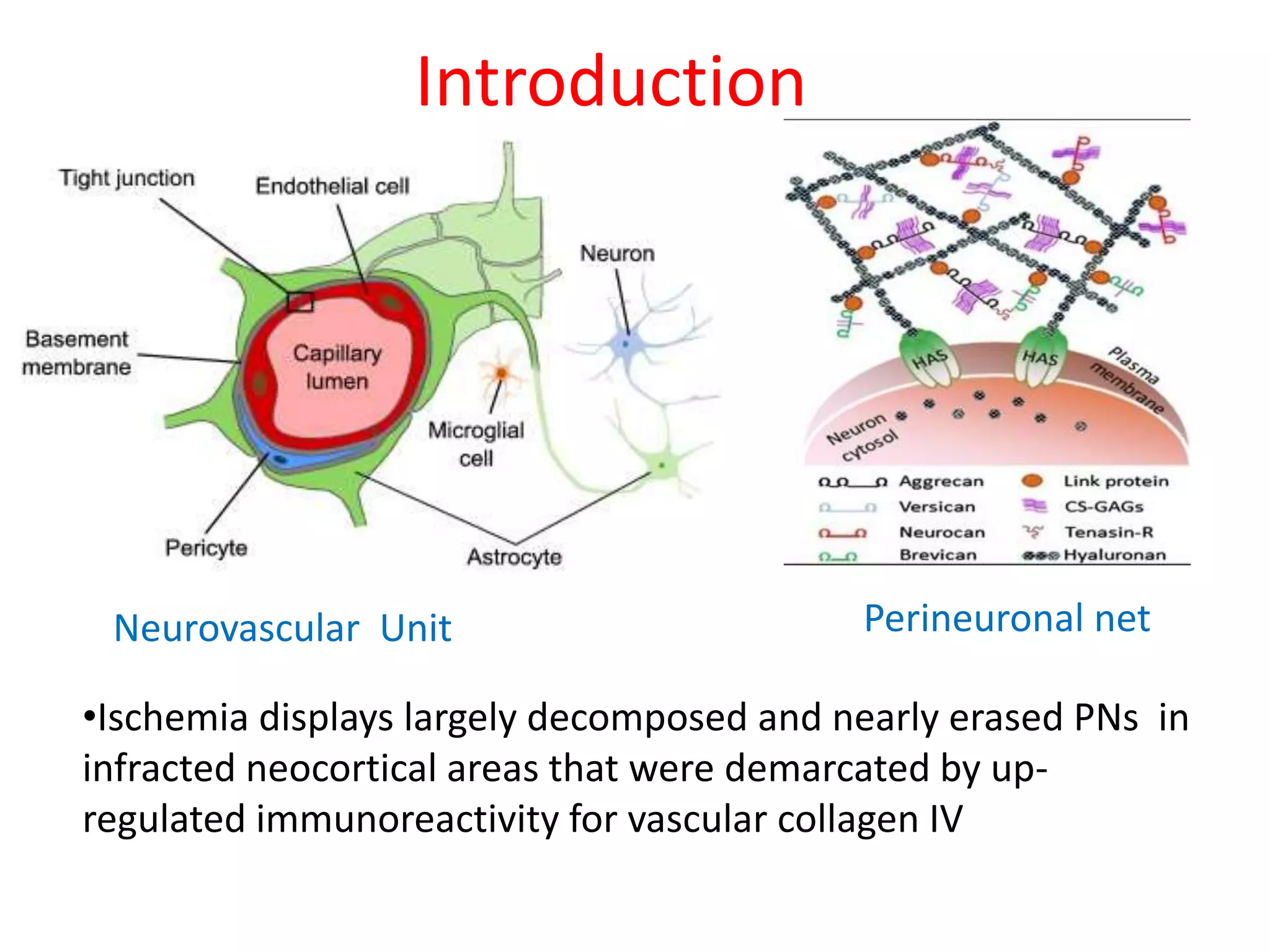 Perineuronal net ppt | PPTX | Brain and Nervous System Disorders ...
