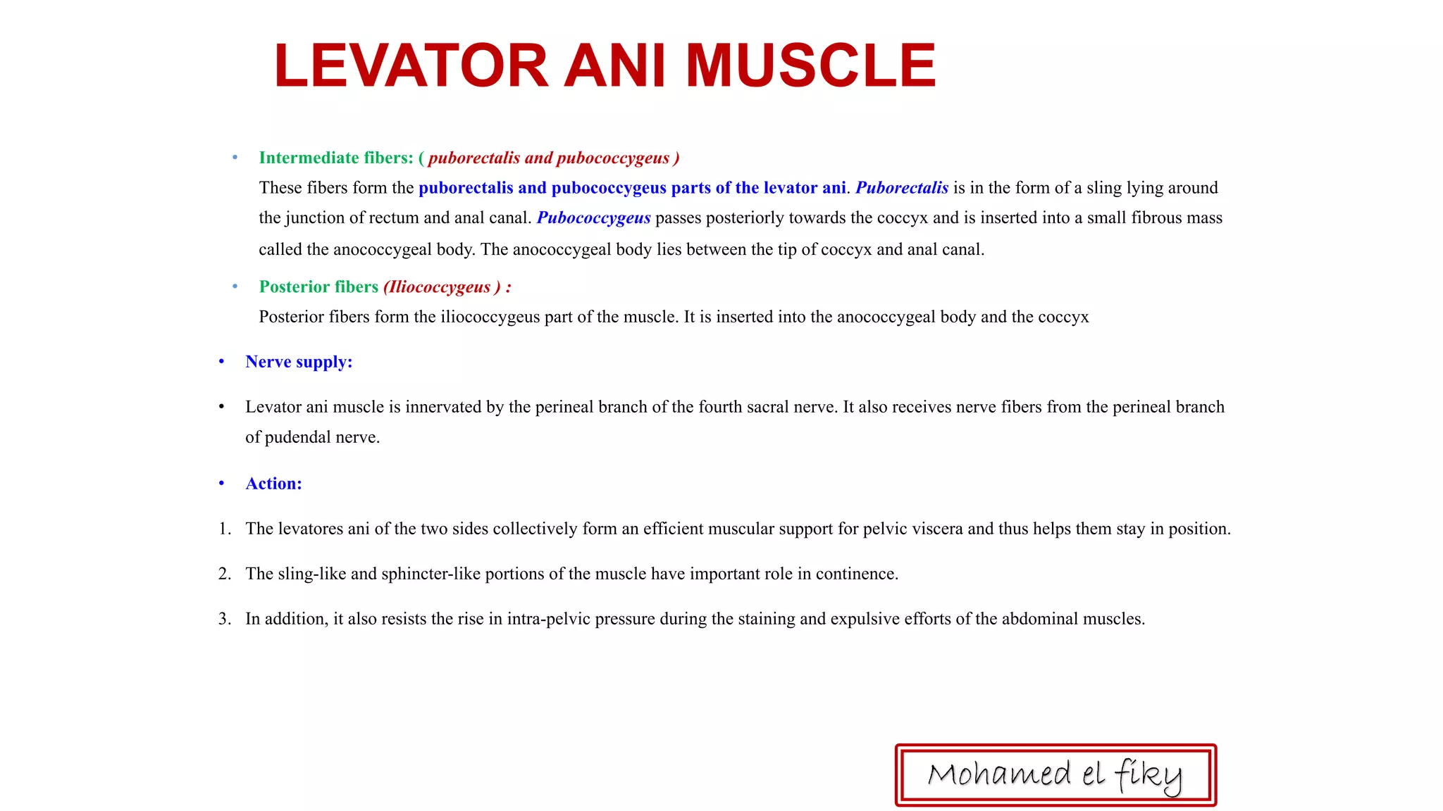 anatomy of Perineum anal triangle | PDF