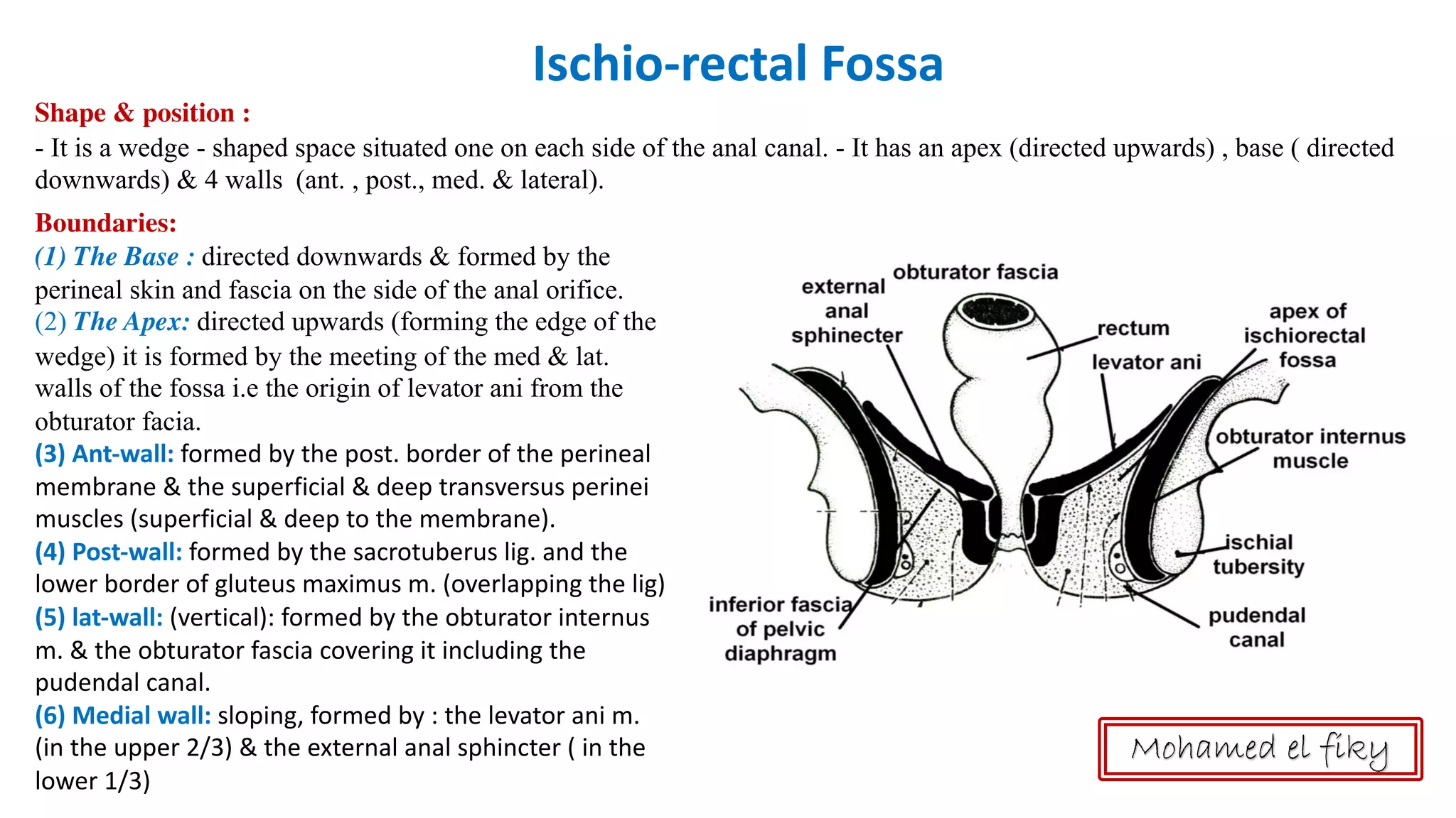 anatomy of Perineum anal triangle | PDF