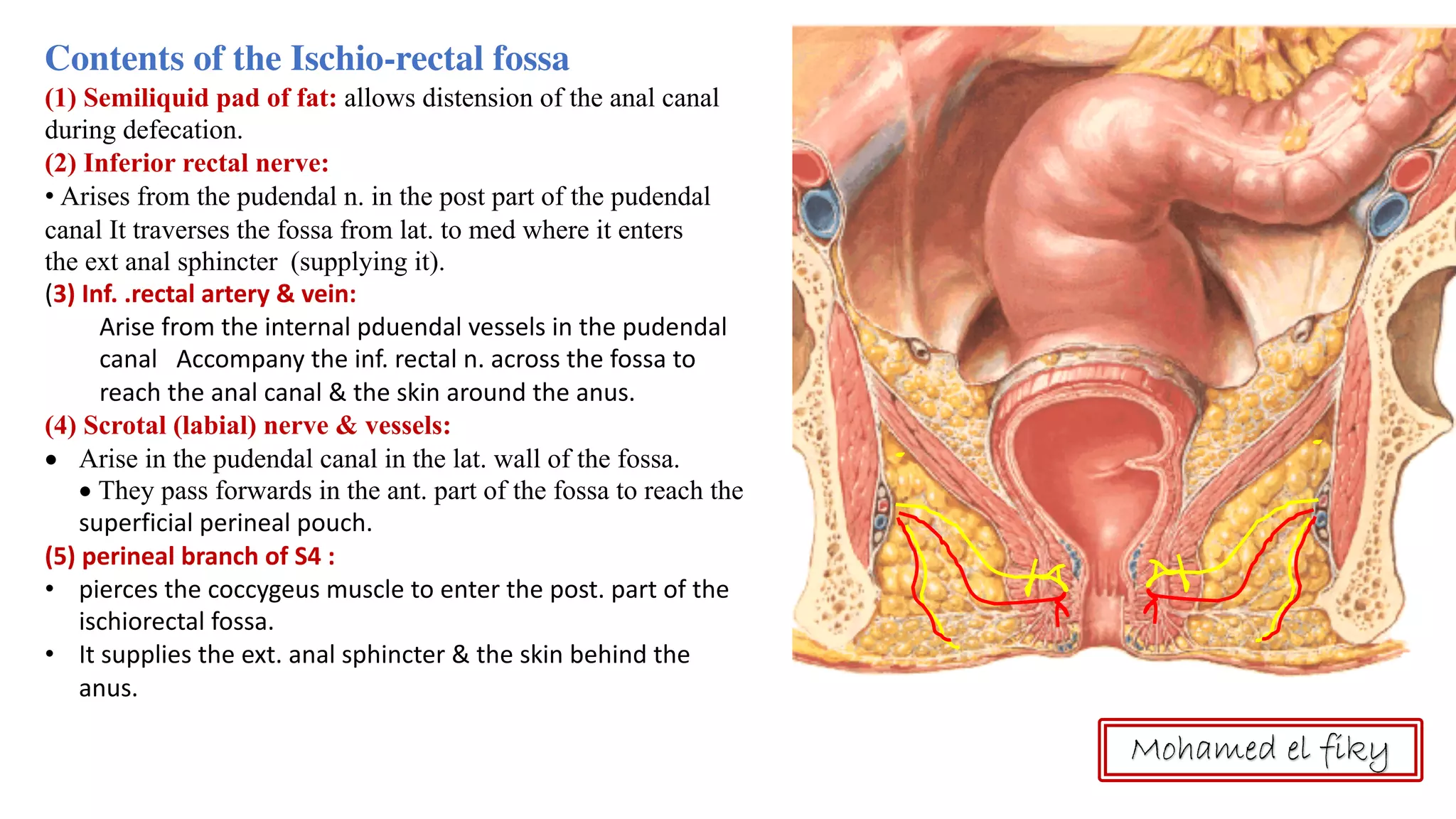 anatomy of Perineum anal triangle | PDF