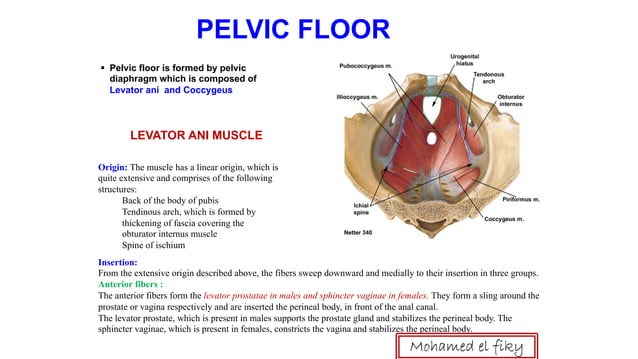 anatomy of Perineum anal triangle | PDF