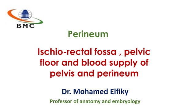 anatomy of Perineum anal triangle | PDF