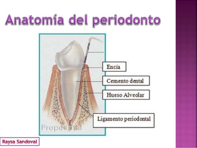 Anatomia del periodonto