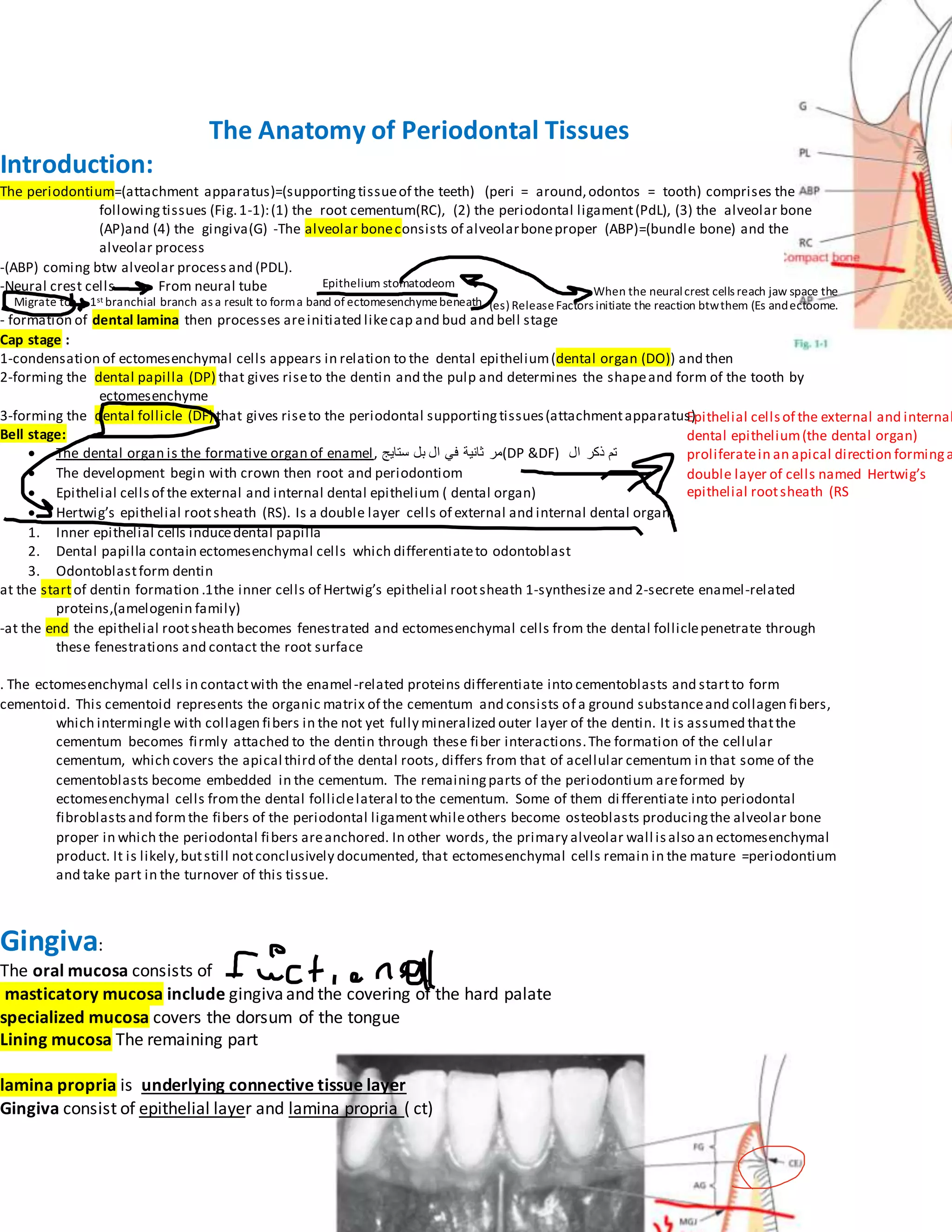 Periodontics dentistry Histology By Hassan Ayyad | DOCX