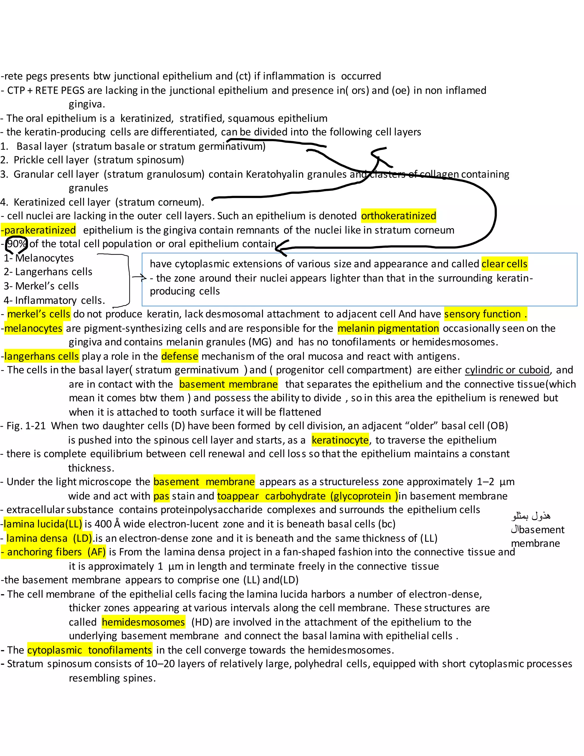Periodontics dentistry Histology By Hassan Ayyad | DOCX