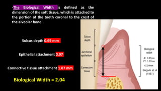 Biological width by Dr.Ali Mohammed AbuTrab | PPTX