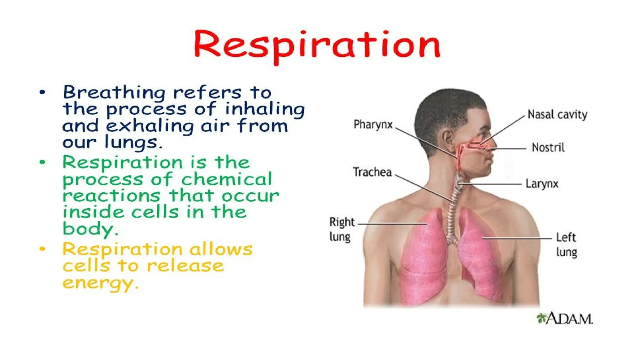 period 1 respiration GR9 week IGCSE CAMBRIDGE | PPT